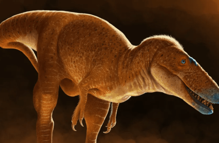 The dragon prince: T. Rex related new dinosaur species found in Mongolia