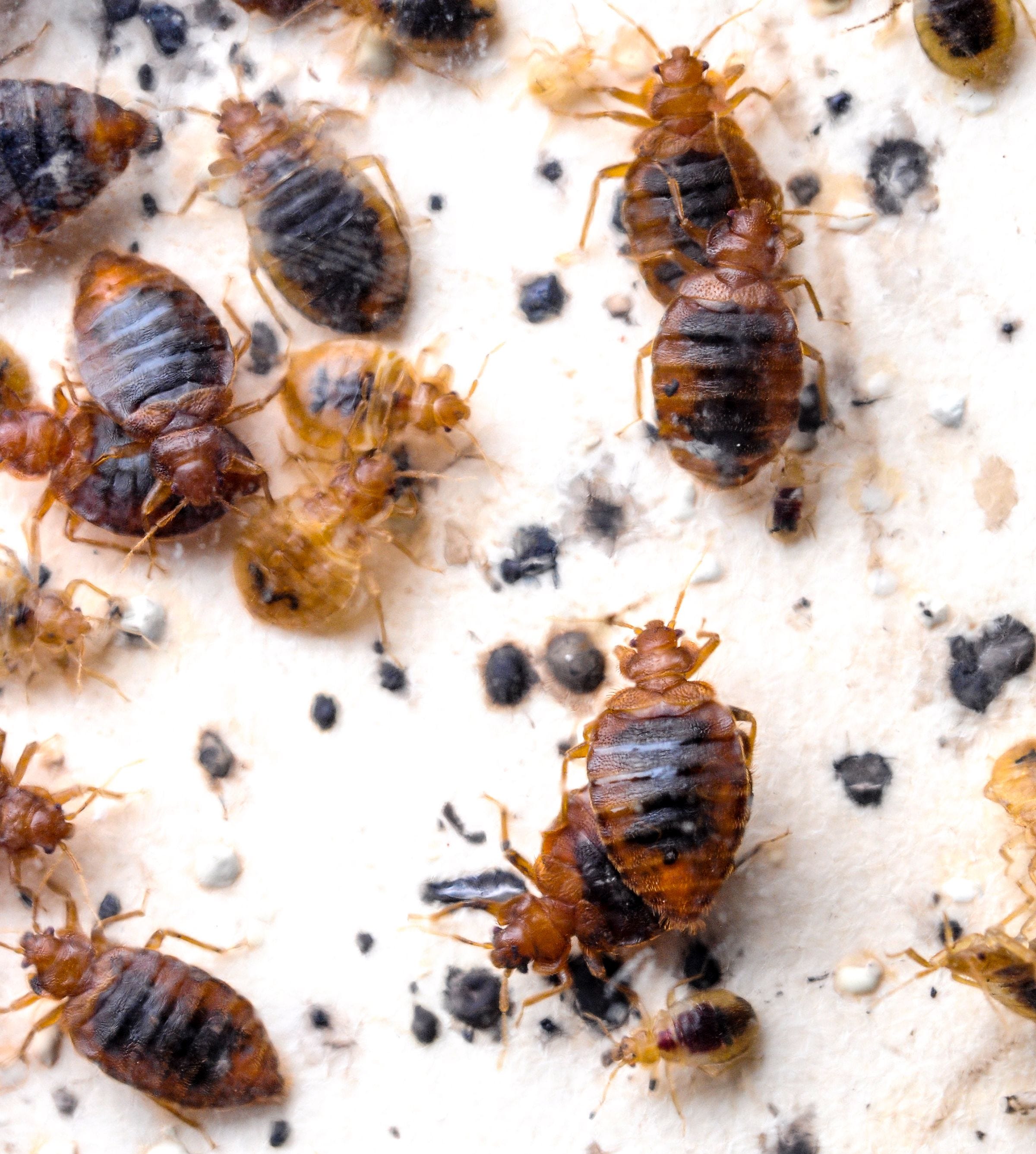 These California cities rank among top 10 most bed bug-infested cities ...