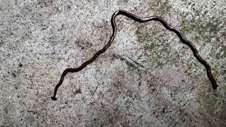 Toxic, invasive hammerhead worms spotted in DFW. Here's what to do if ...