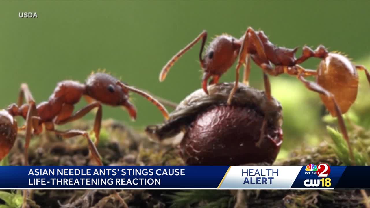 An invasive ant species is spreading across multiple U.S. states