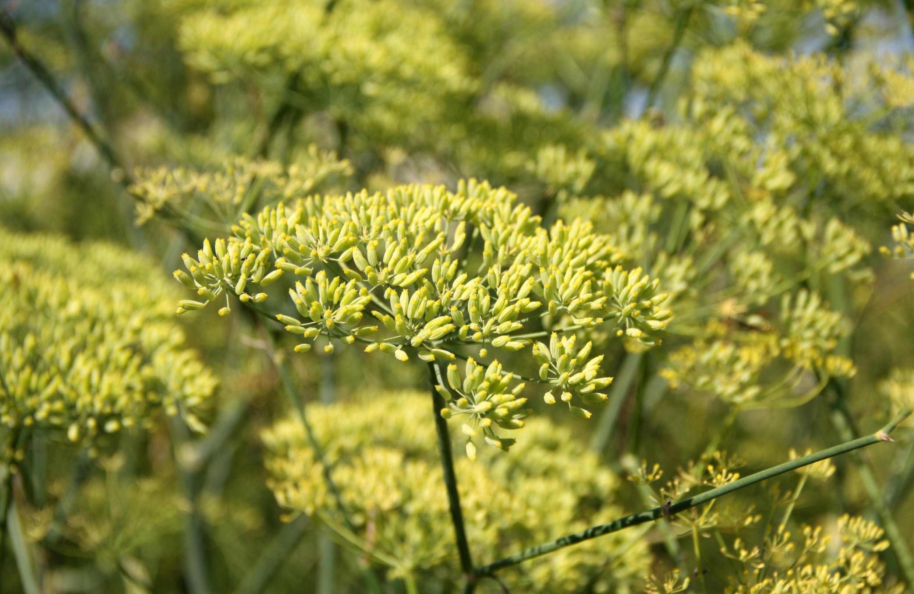 L’anis a de nombreuses vertus et on peut le cultiver facilement au jardin