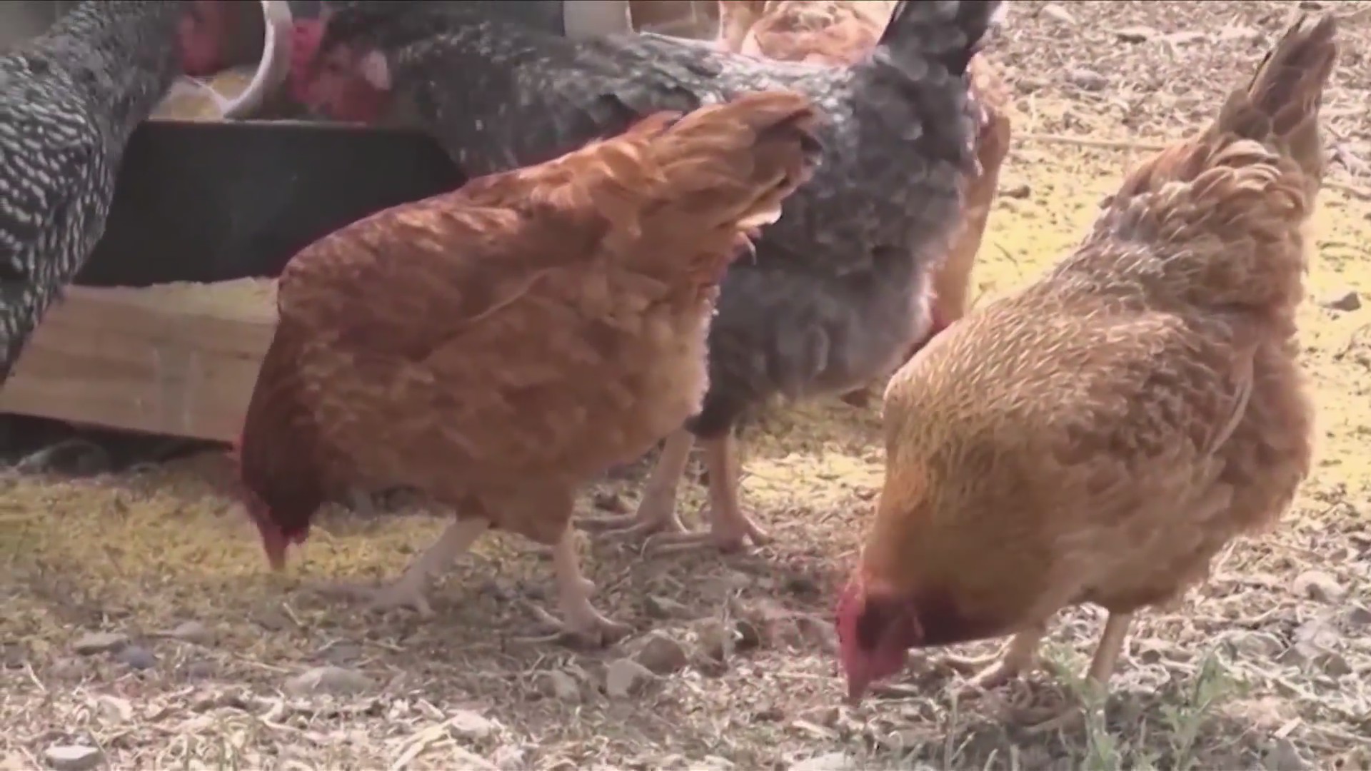 NE Oklahoma poultry bio-processing facility one step closer to becoming ...