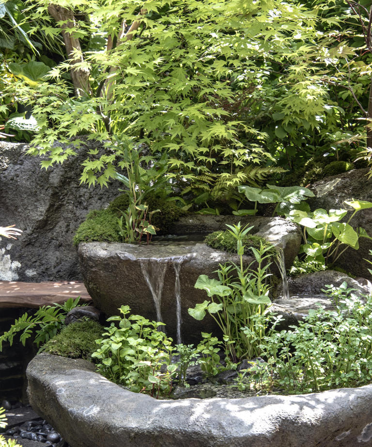 5 small trees that thrive on neglect – expert picks of beautiful, small ...