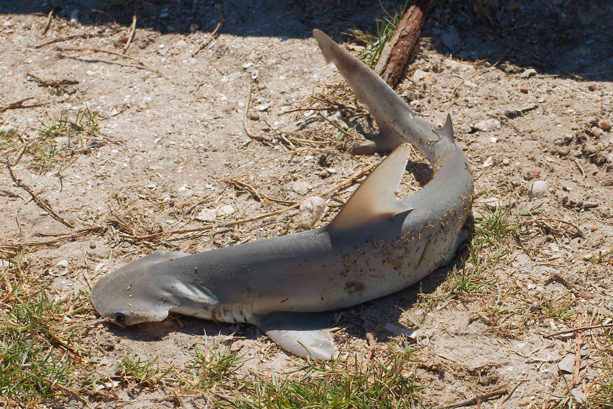 Disc Golfers' Game Interrupted After a Shark Falls from the Sky onto ...