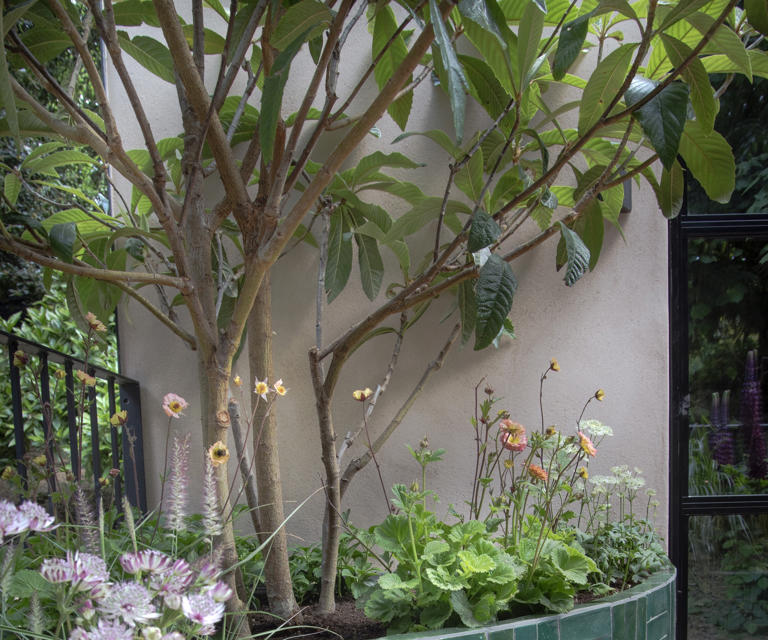 How and when to prune a loquat tree for a bumper harvest of sweet fruits