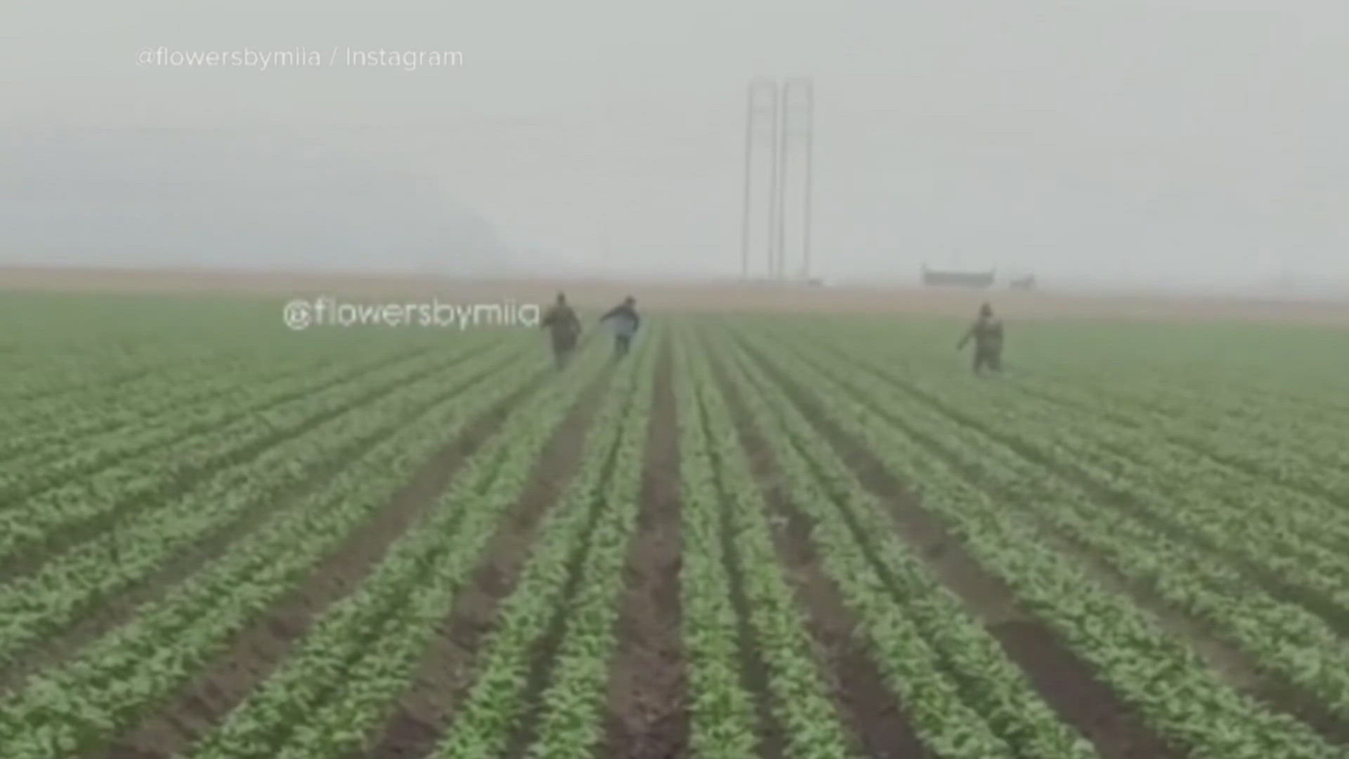 Video show ICE agents chasing workers in strawberry fields
