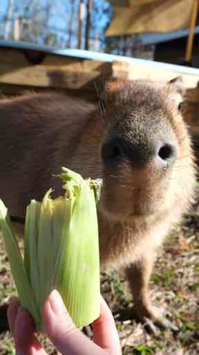 Capybara & Corn The Perfect Snack Duo!