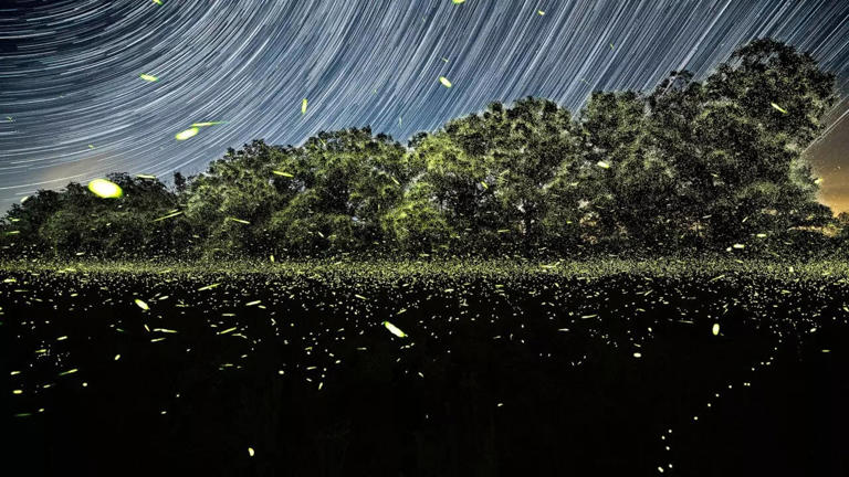 Scientists warn we might be the last generation to see fireflies: Why ...