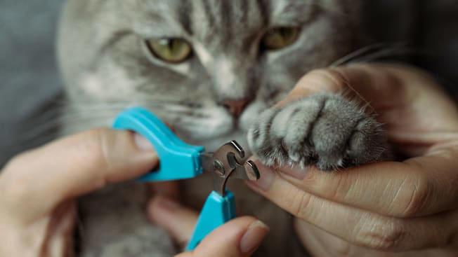 Expert Tips for Clipping Your Cat’s Claws