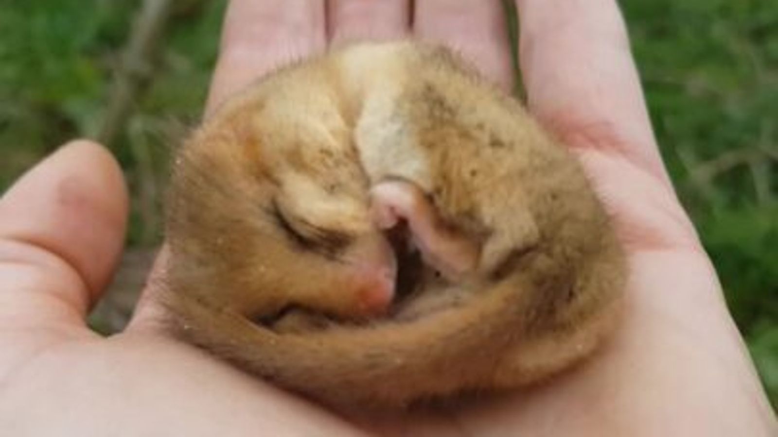 Meet the people saving hazel dormice
