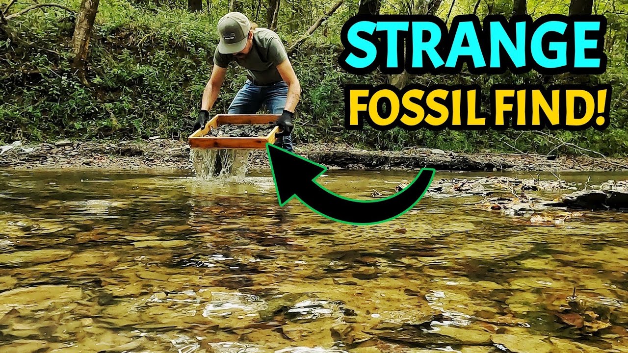 BUCKET LIST FOSSIL FOUND! My Dream Came True in this Alabama Creek Full ...