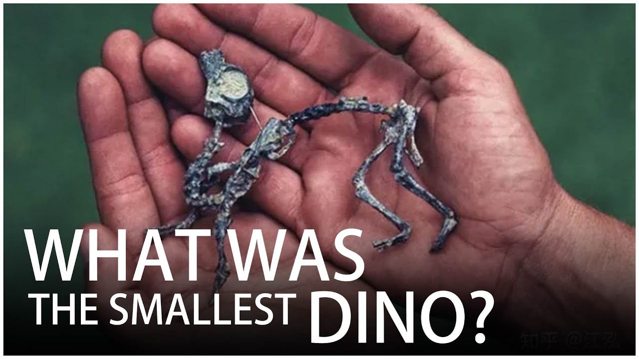 The Smallest Dinosaur of All Time