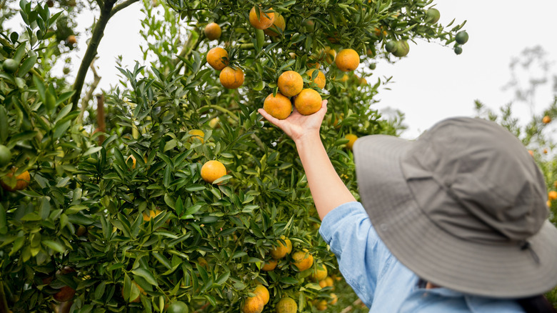Bring Your Struggling Citrus Trees Back To Life With These Helpful Tips
