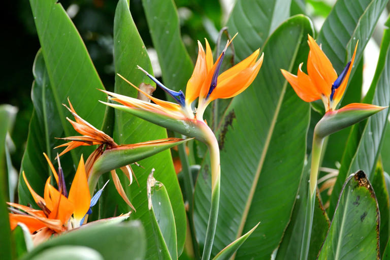 La Strelitzia reginae o Ave del Paraíso: principales cuidados de esta ...