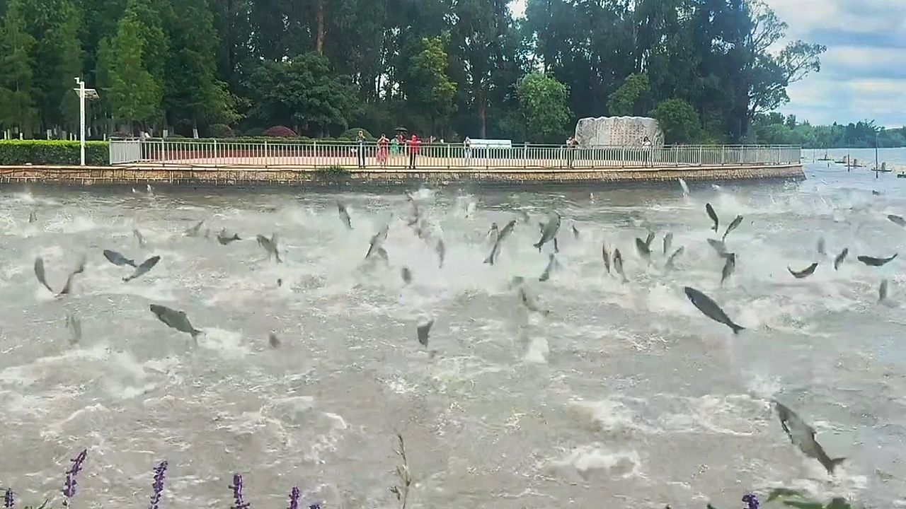 Hundreds of fish leap into air at Chinese lake sparking earthquake fears