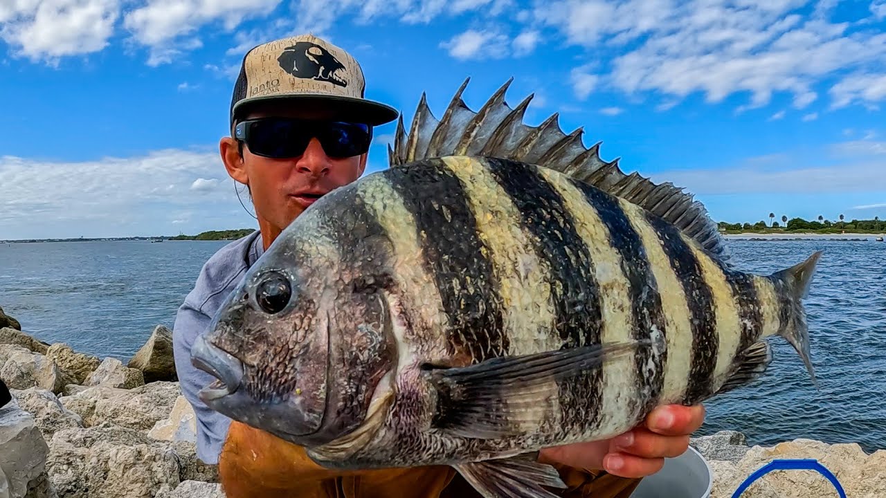 Battling powerful sheepshead from the rocks