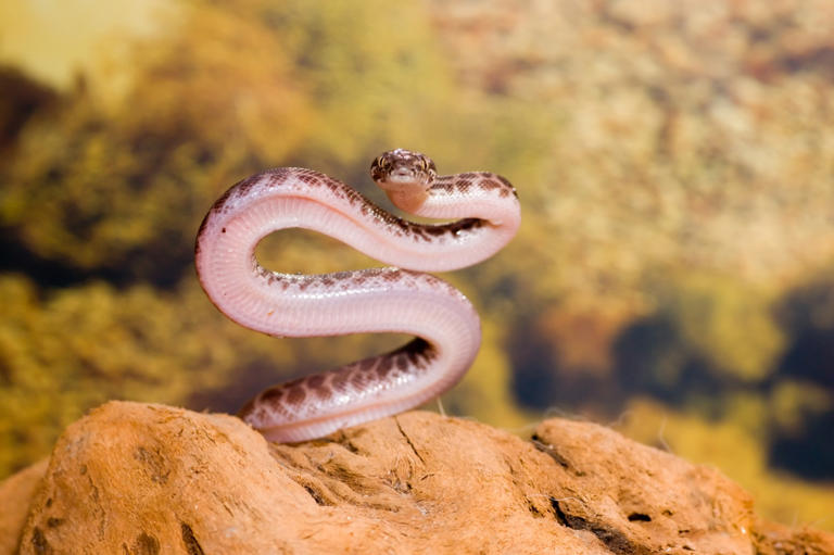 8 Small Pet Snakes That Are Perfect for Beginners and Hiss-torically ...