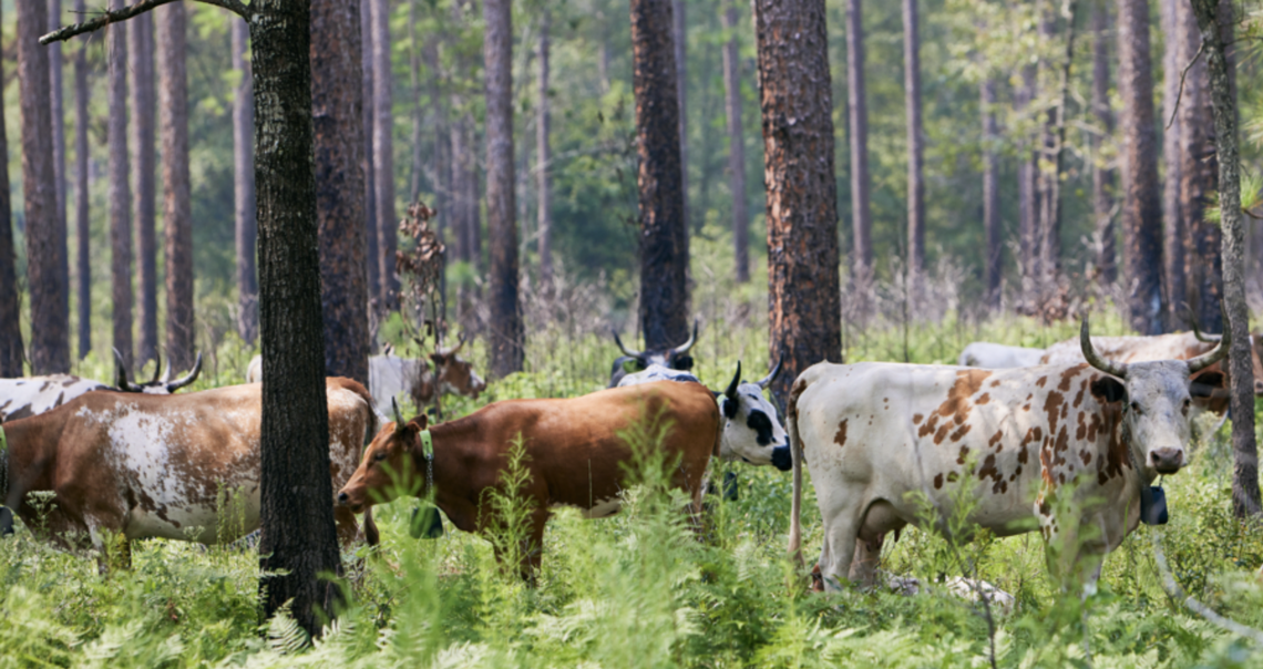 Cows are making this huge SC forest healthier for wildlife. Here's ...