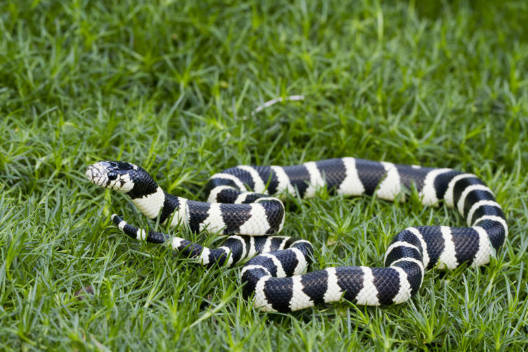 8 Small Pet Snakes That Are Perfect for Beginners and Hiss-torically ...
