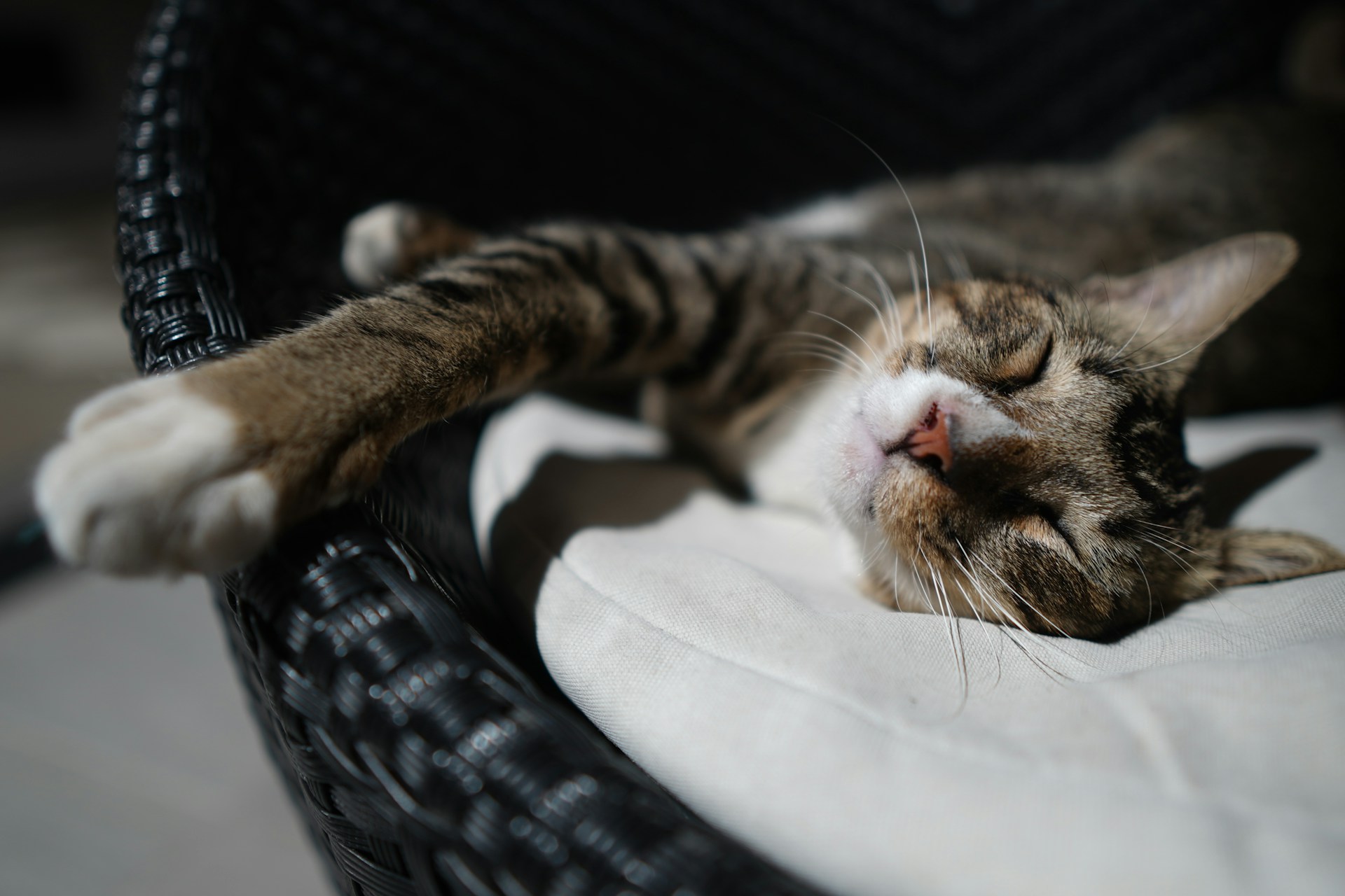 How to Calm an Anxious Cat: 15 Vet-Free Tips That Really Work