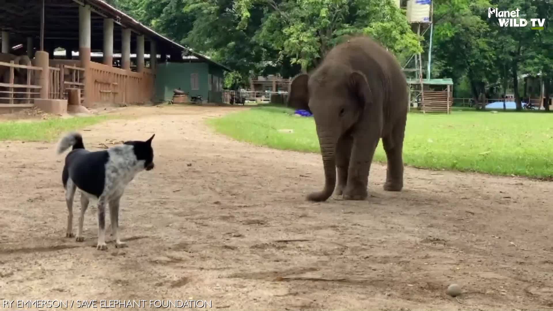 Amazing Elephant Moments in the Wild – A Majestic Compilation