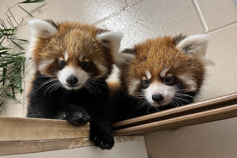 Minnesota Zoo Red Panda Forest