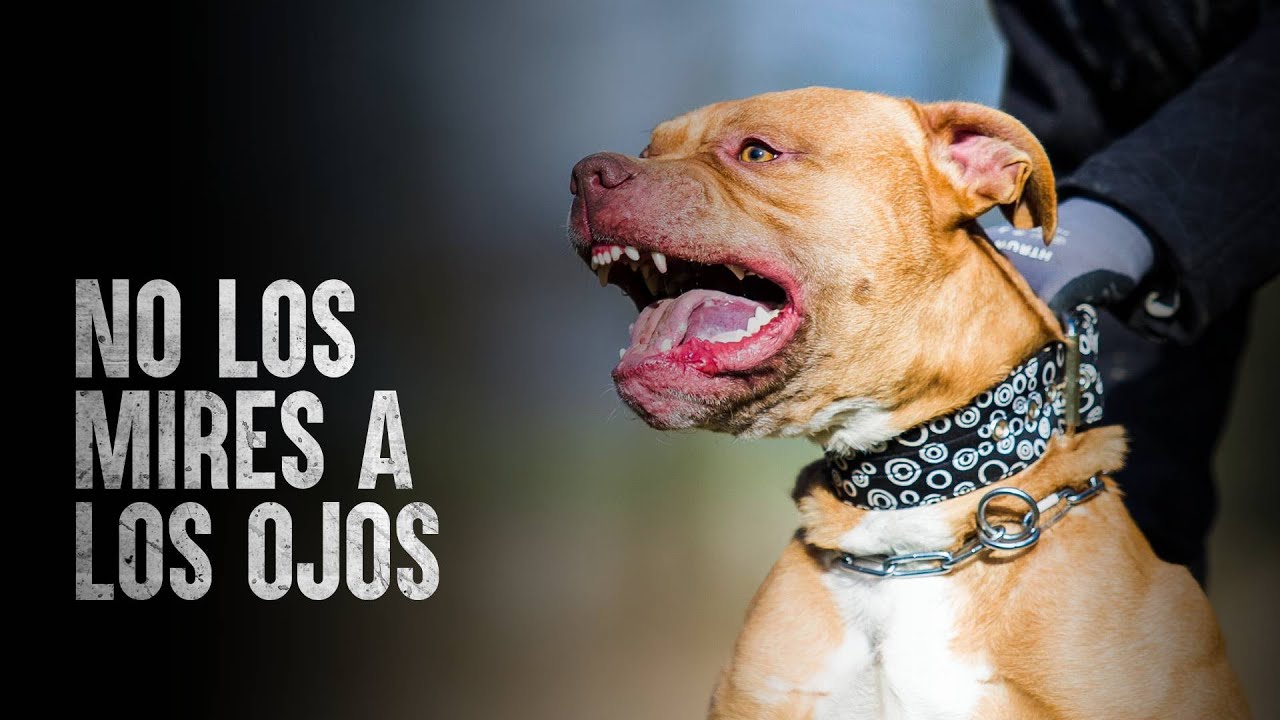 Cómo Sobrevivir el ataque de un perro