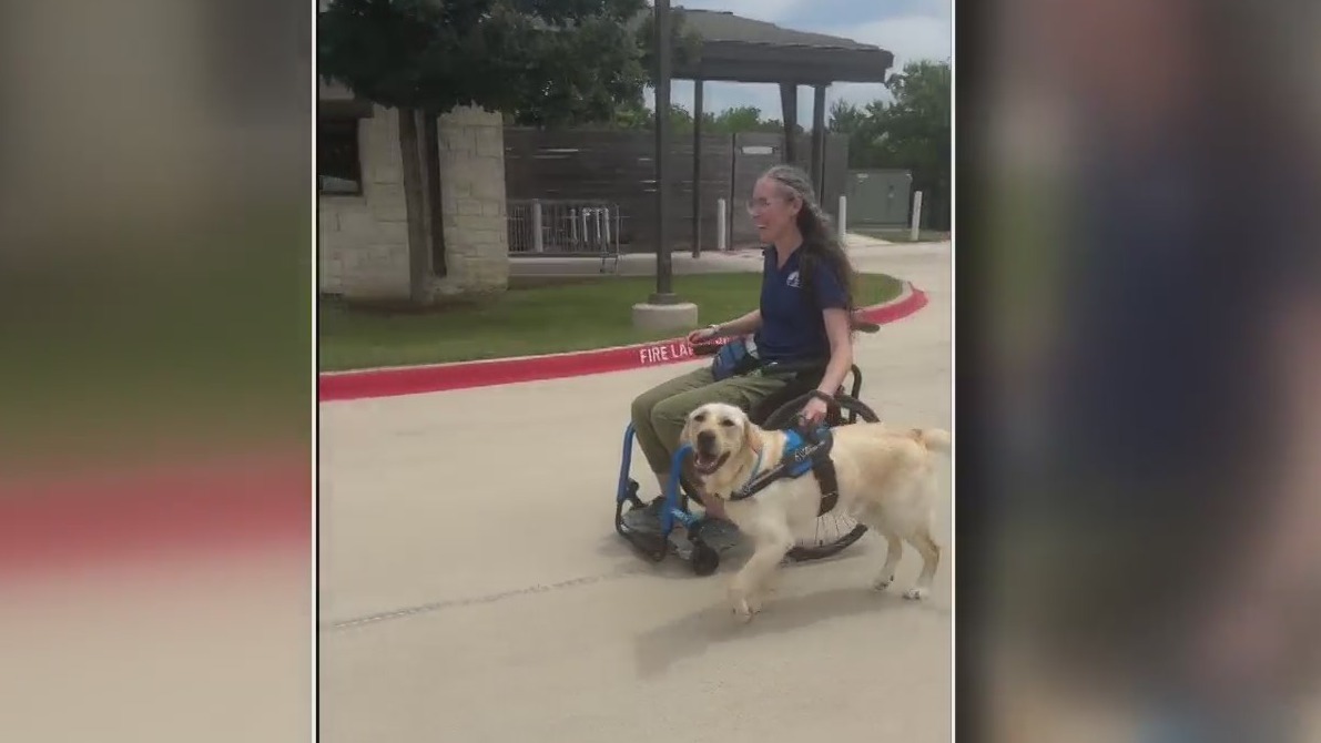 Lonestar continues wheelchair training, learns to pull heavy objects