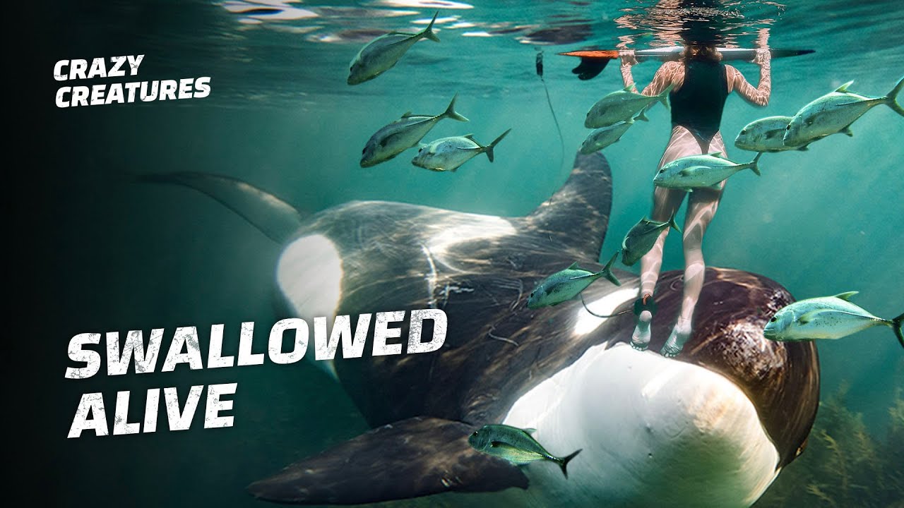 Killer Whales and Humans: What You Need to Know