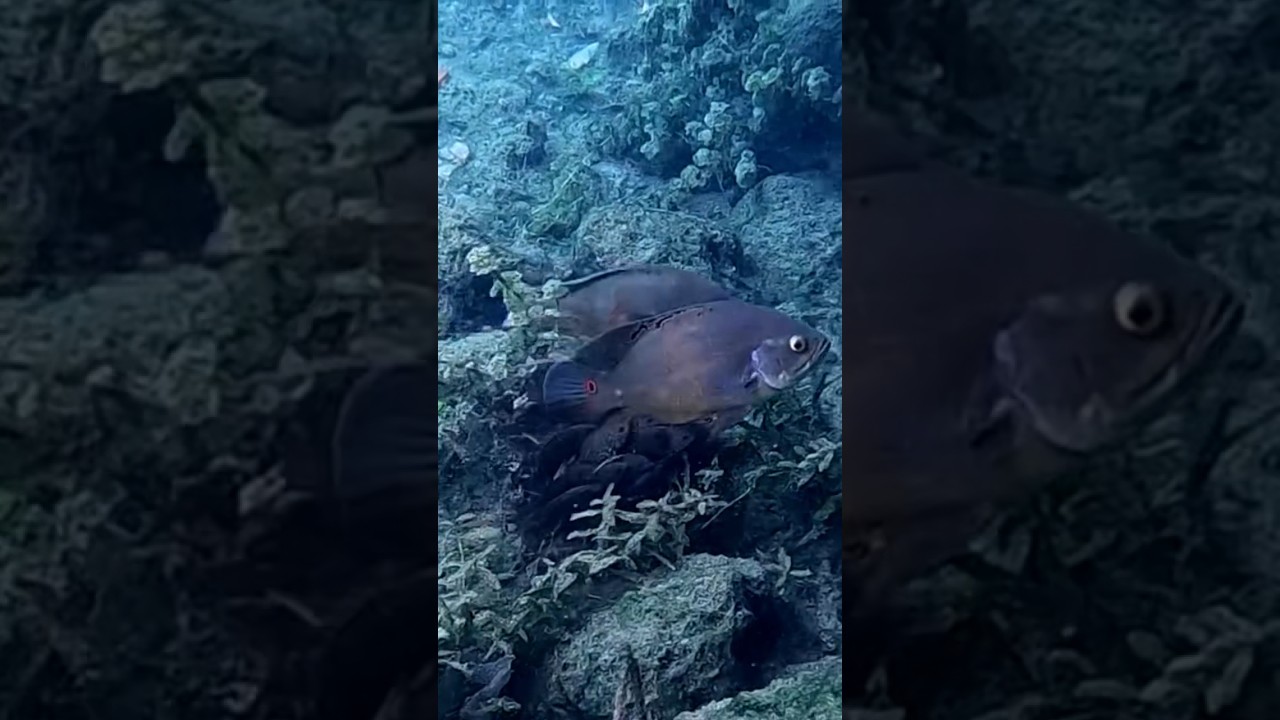Fish Family! What kind of fish are they?
