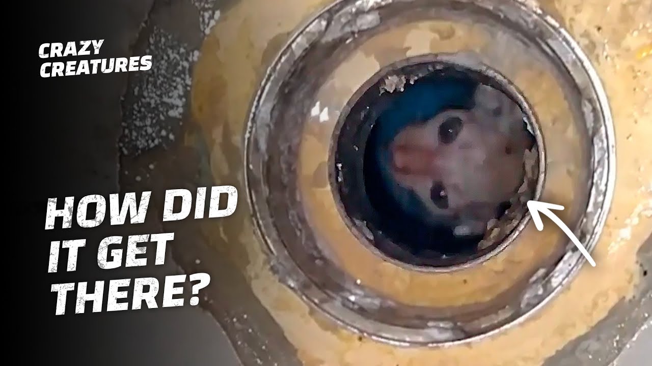 Real-Life Animal Rescues: Tales of Bravery and Compassion