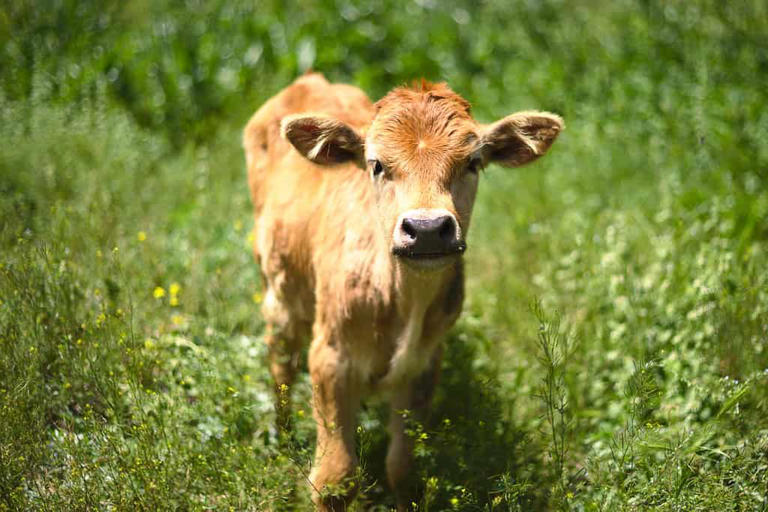 Cow Teeth: Do Cows Have Upper Teeth?