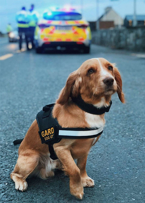 Cutest Garda recruit keeping ‘paw and order’ on the job