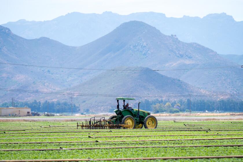 Eerie silence hangs over Central Coast farm fields in wake of ICE raids