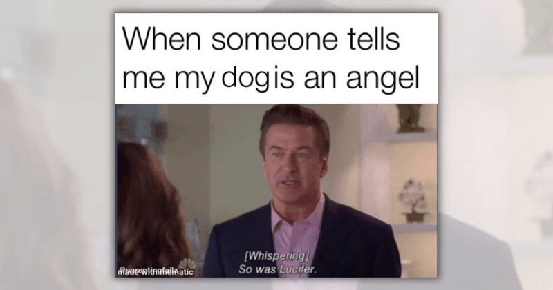 27 Howlarious Doggo Memes That Perfectly Capture Pet Parent Problems
