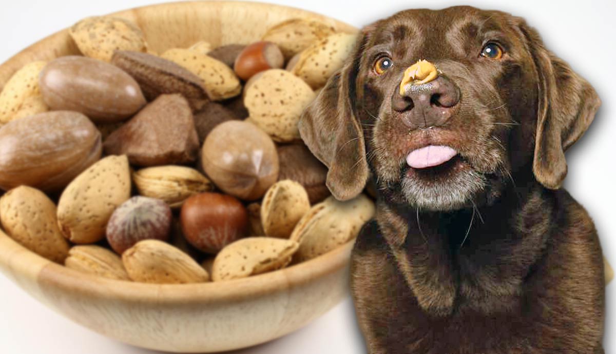 Can Dogs Eat Nuts and Seeds?