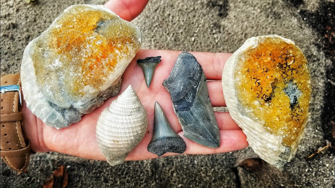 Florida fossil hunt reveals crystals and megalodon teeth