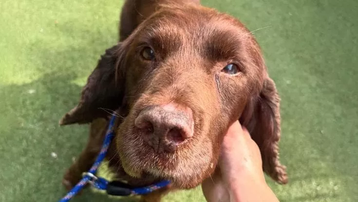 “La sua padrona ha 92 anni”: Zebadee, cane cieco e sordo, viene ...