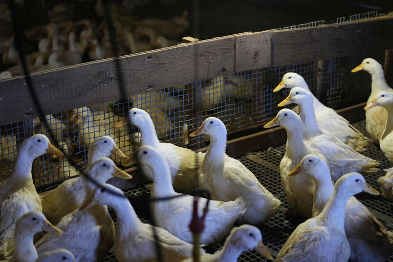 Long Island's last duck farm is quacking again after losing its entire ...