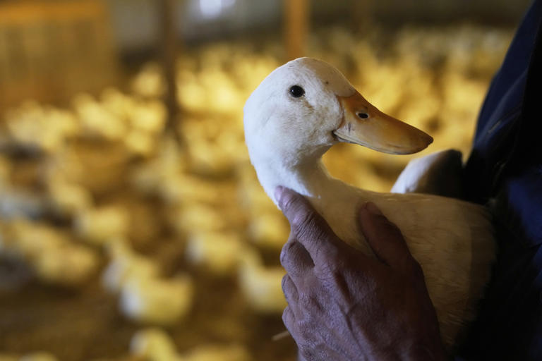 Long Island's last duck farm is quacking again after losing its entire ...