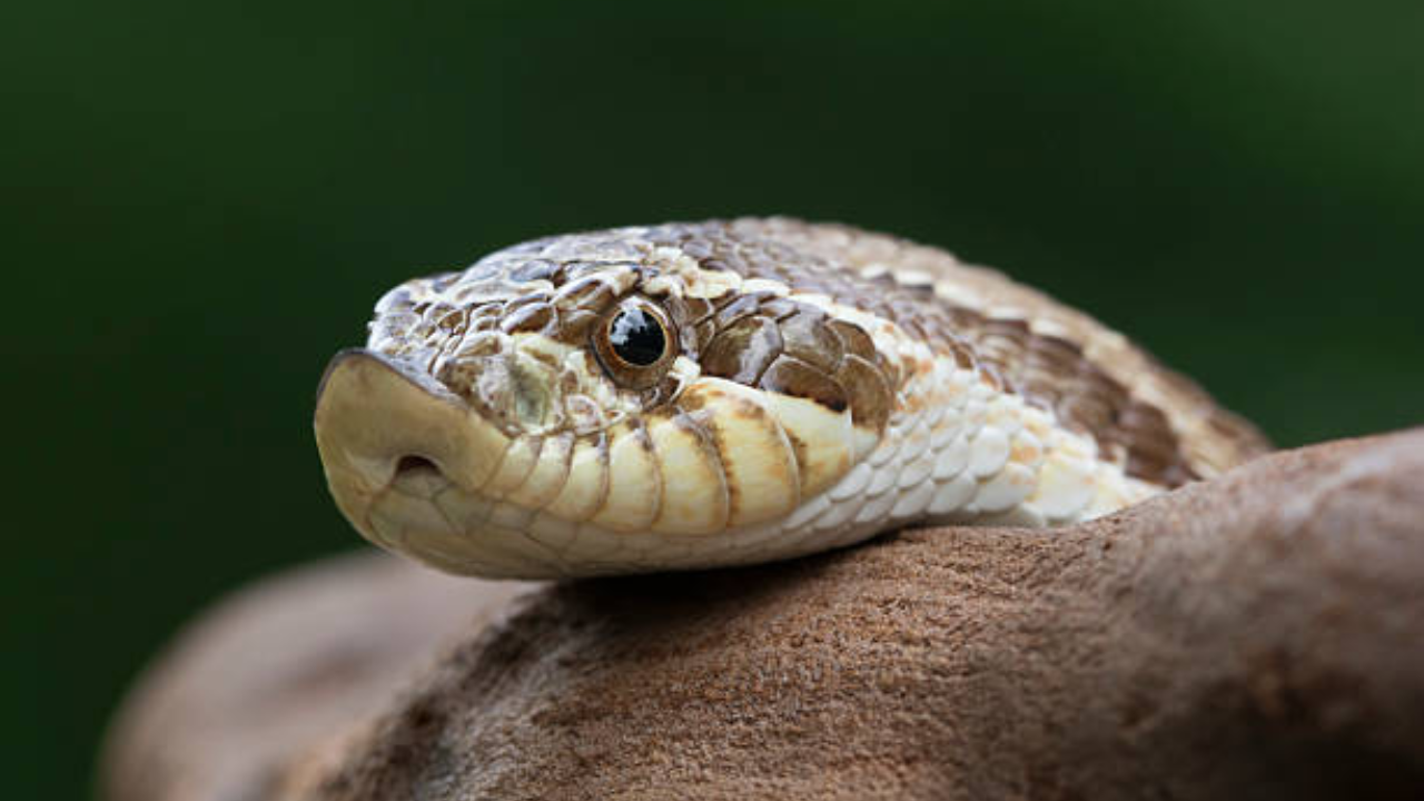 Snakes that pretend to be dead: Nature’s greatest fakers