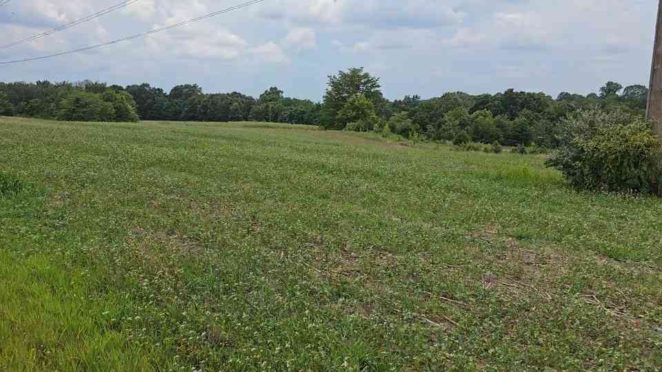 Buckwheat Update! Buffalo Food Plot System in Action (Southern IL)
