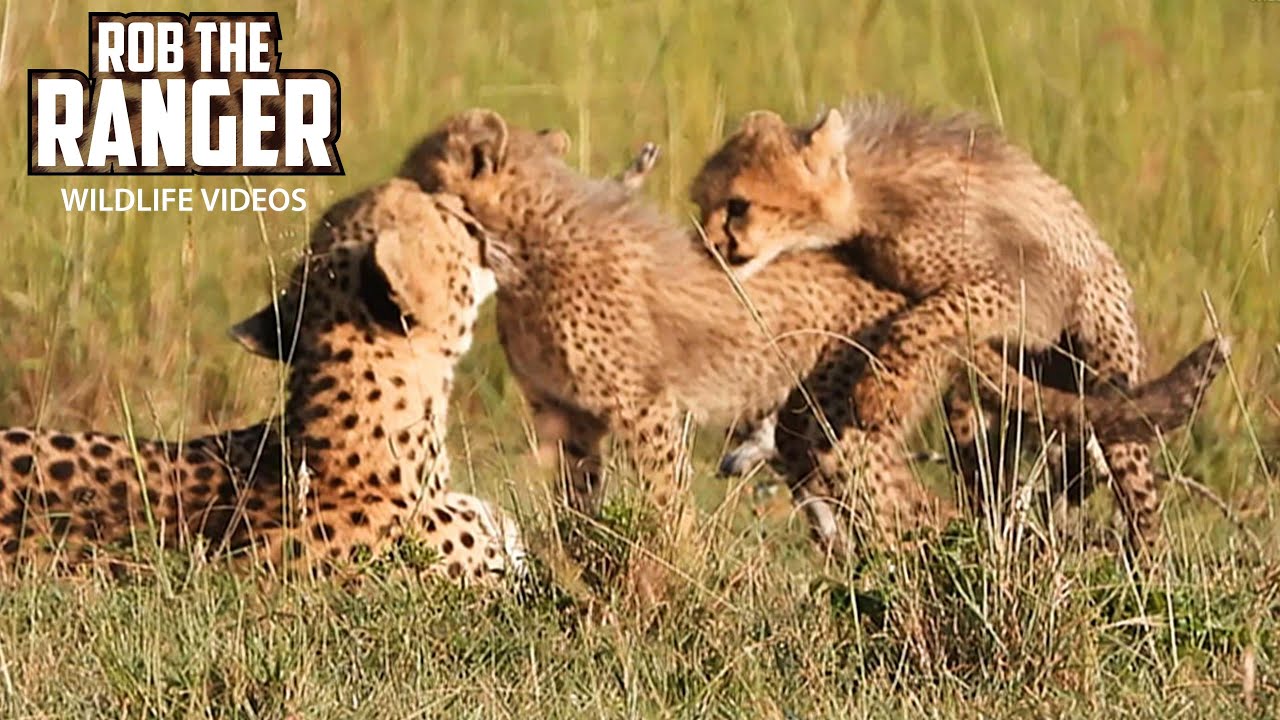 Cheetah mother guides little cubs through Mara plains