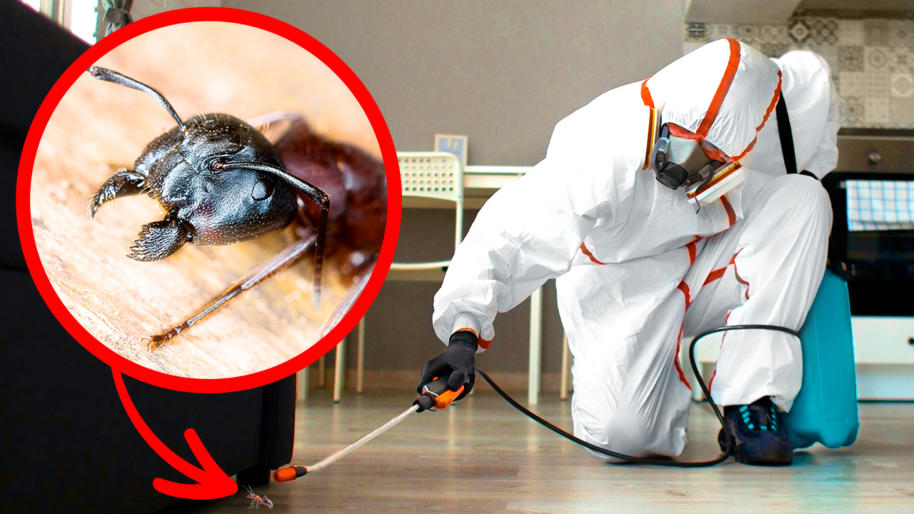 If You See This Bug in Your Home, Call Help Immediately