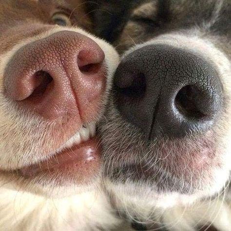 25 Derpy Doggos for Hoomans Dedicated to Having a Cute Woofing Day