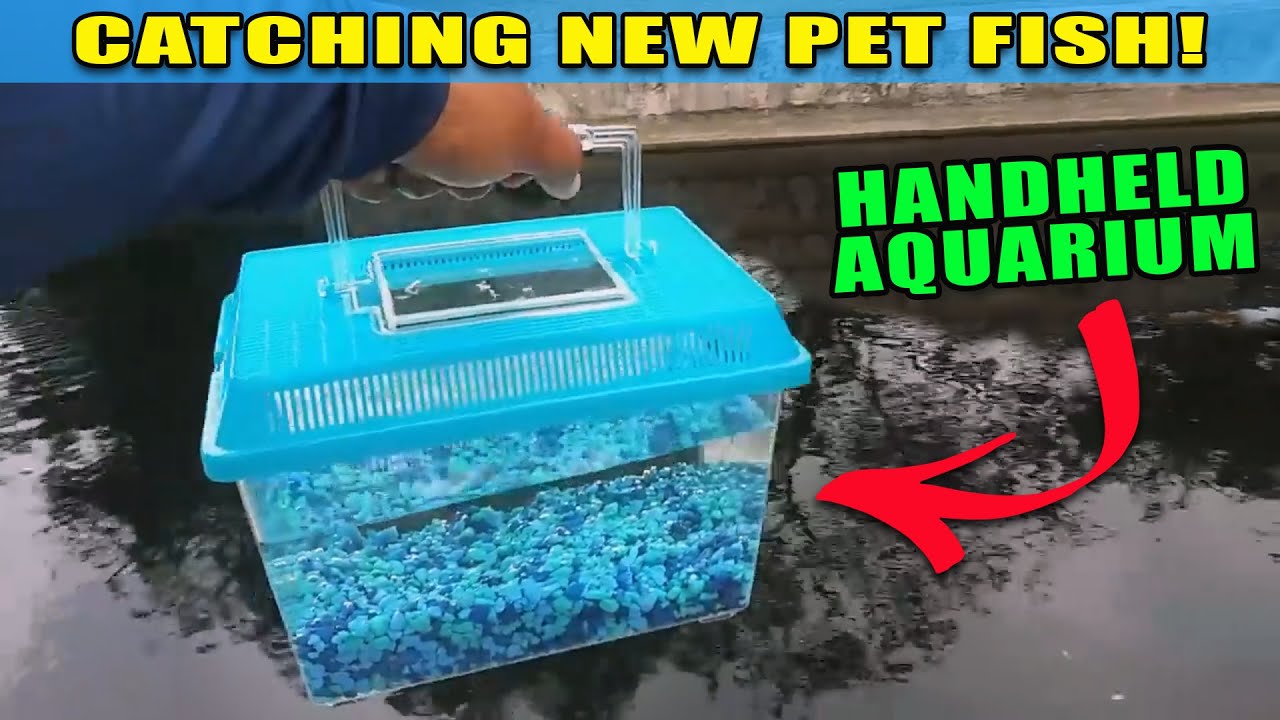 New Exotic Pets! Catching Fish for My Pocket-Sized Aquarium