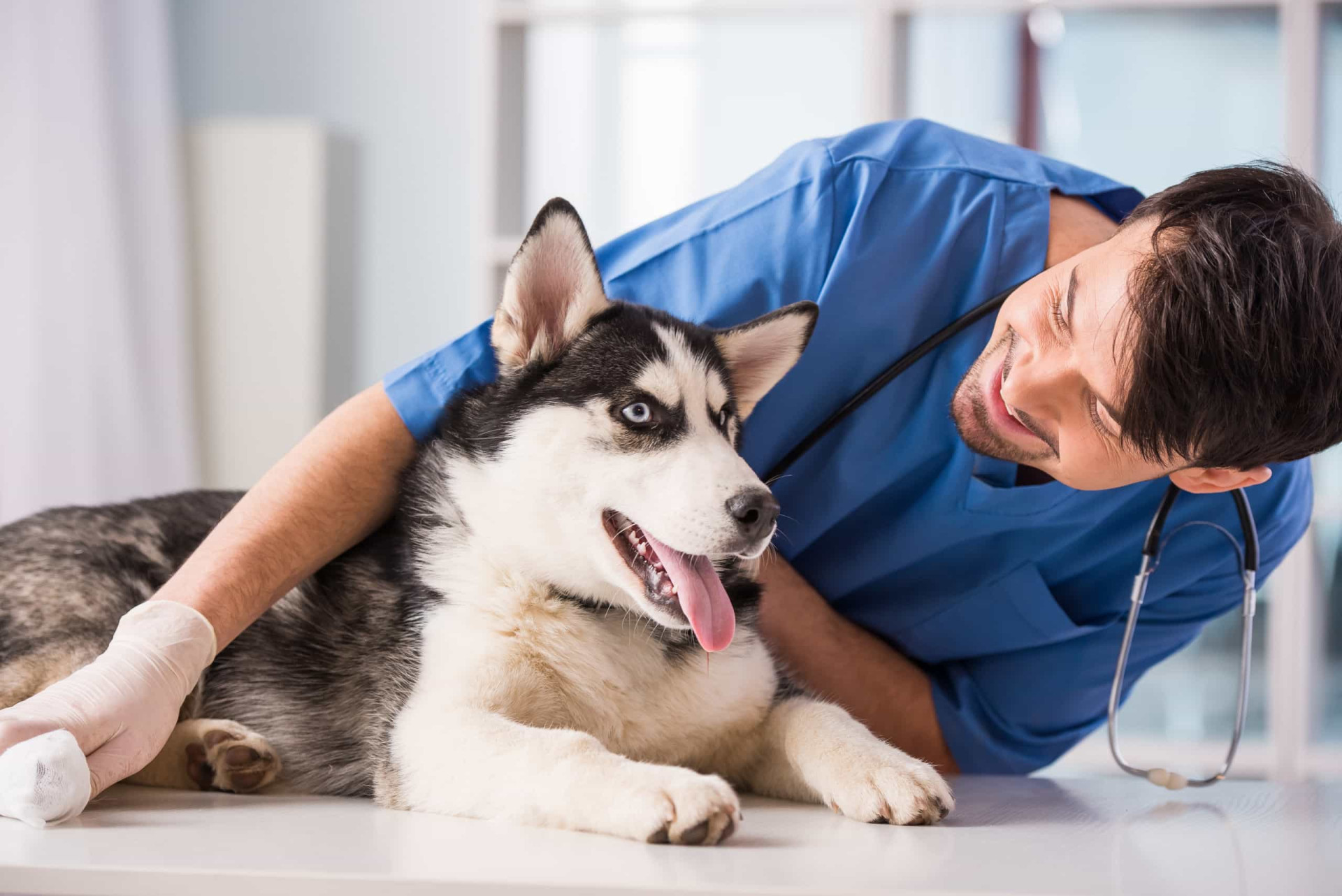 A guide to taking your dog on a road trip