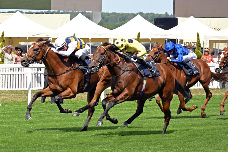 Field Of Gold is Goodwood-bound – but Sussex Stakes is no foregone ...