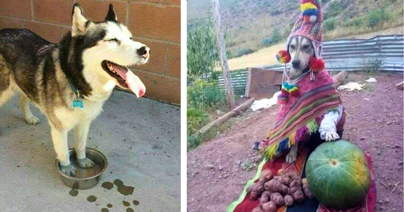 25 Derpy Doggos for Hoomans Dedicated to Having a Cute Woofing Day