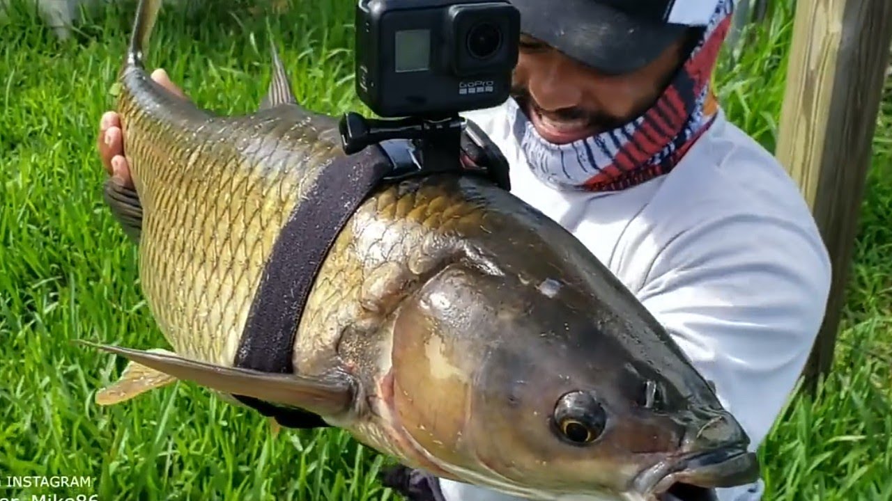 GoPro on a Fish: Underwater POV You’ve Never Seen Before